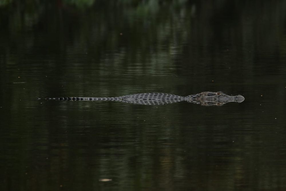 Black Caiman, Melanosuchus niger