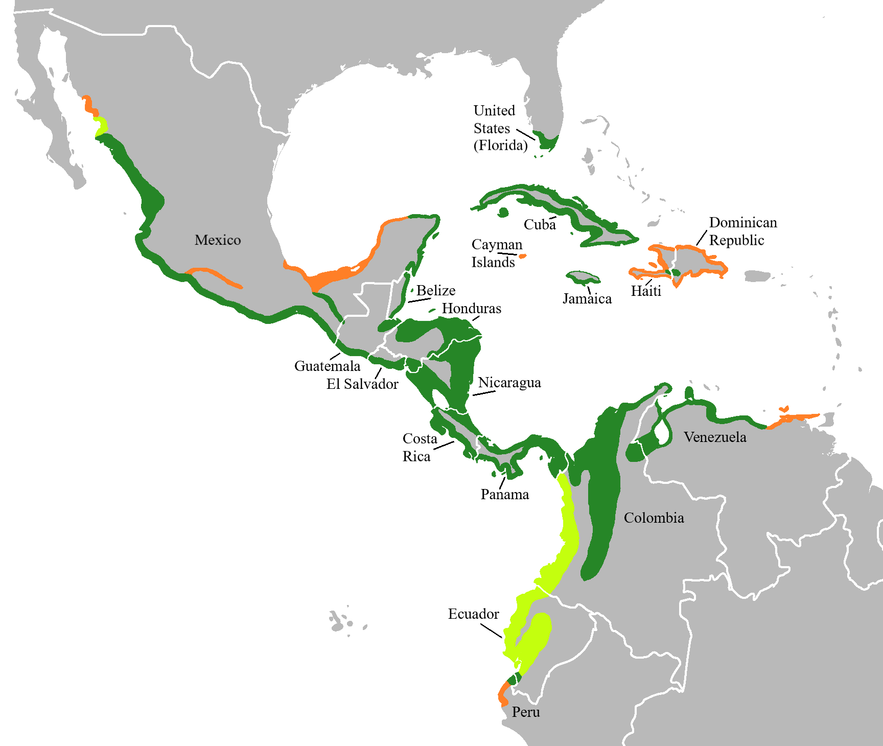 American Crocodile, Crocodylus acutus