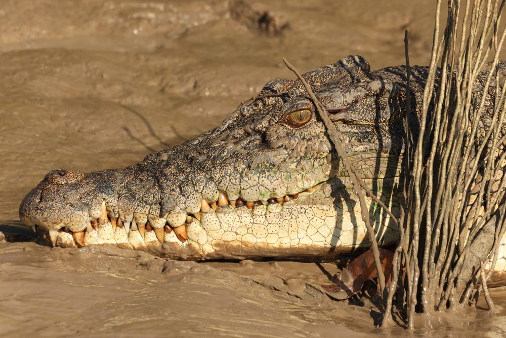 CrockAttack: Worldwide Crocodilian Attack Database