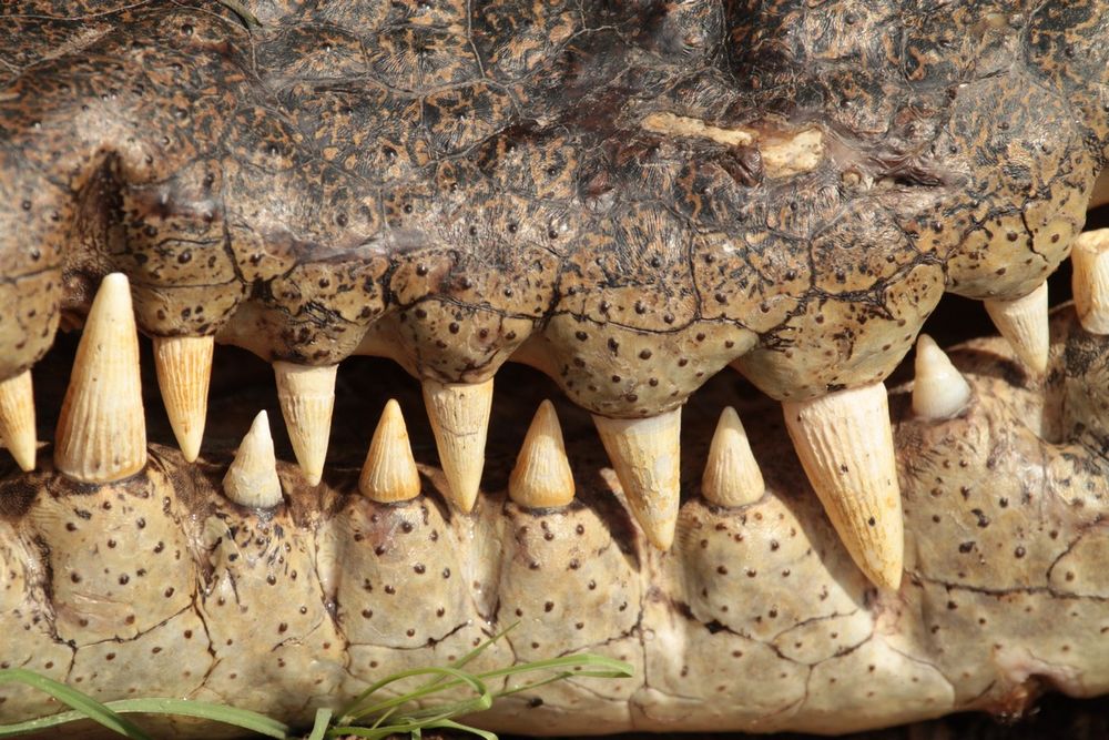 CrockAttack: Worldwide Crocodilian Attack Database