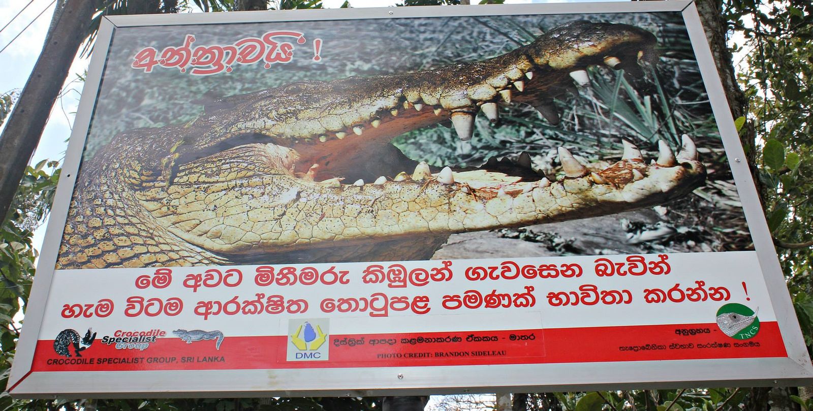 Crocodilian Warning Signs