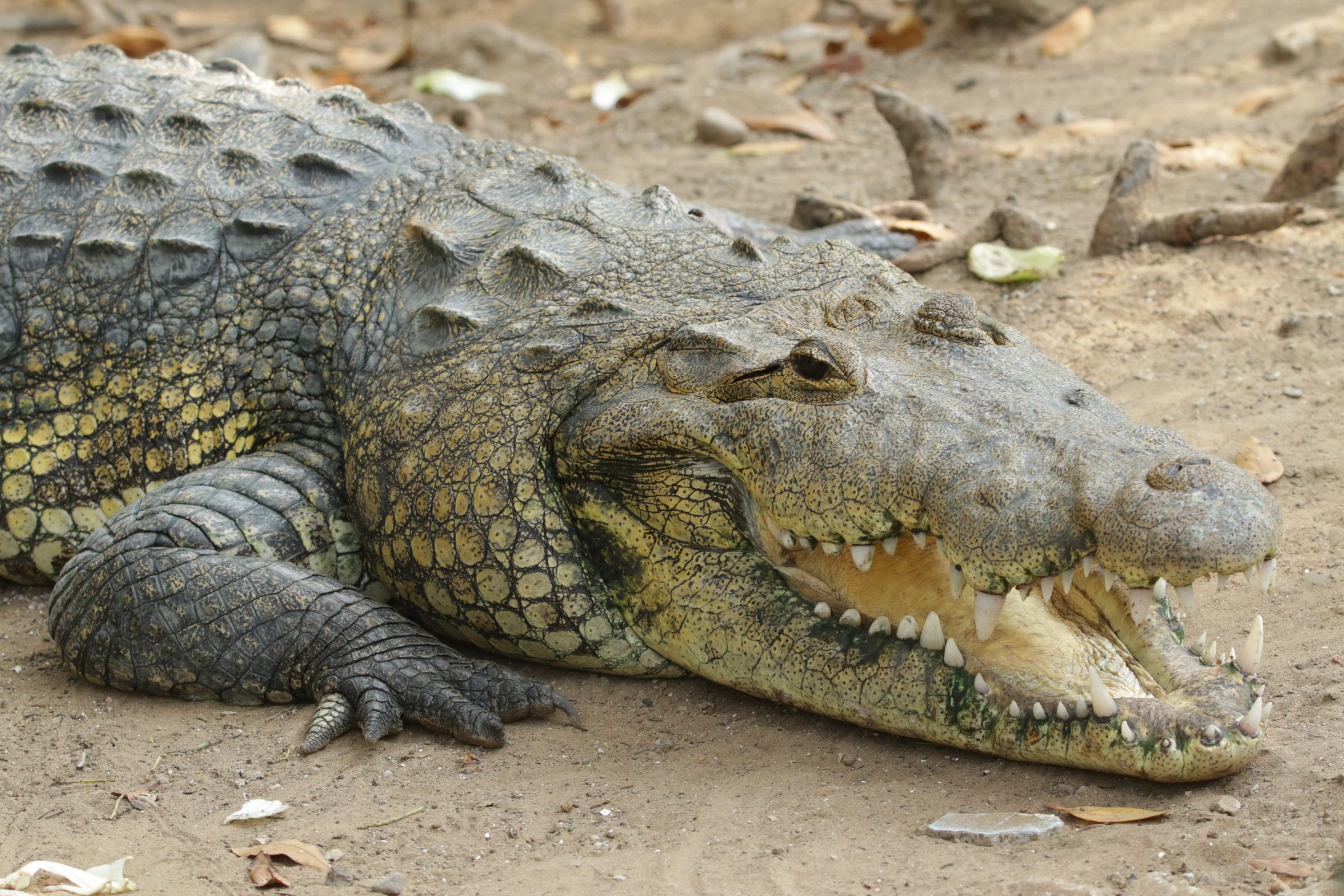 Morelet's Crocodile, Crocodylus moreletii