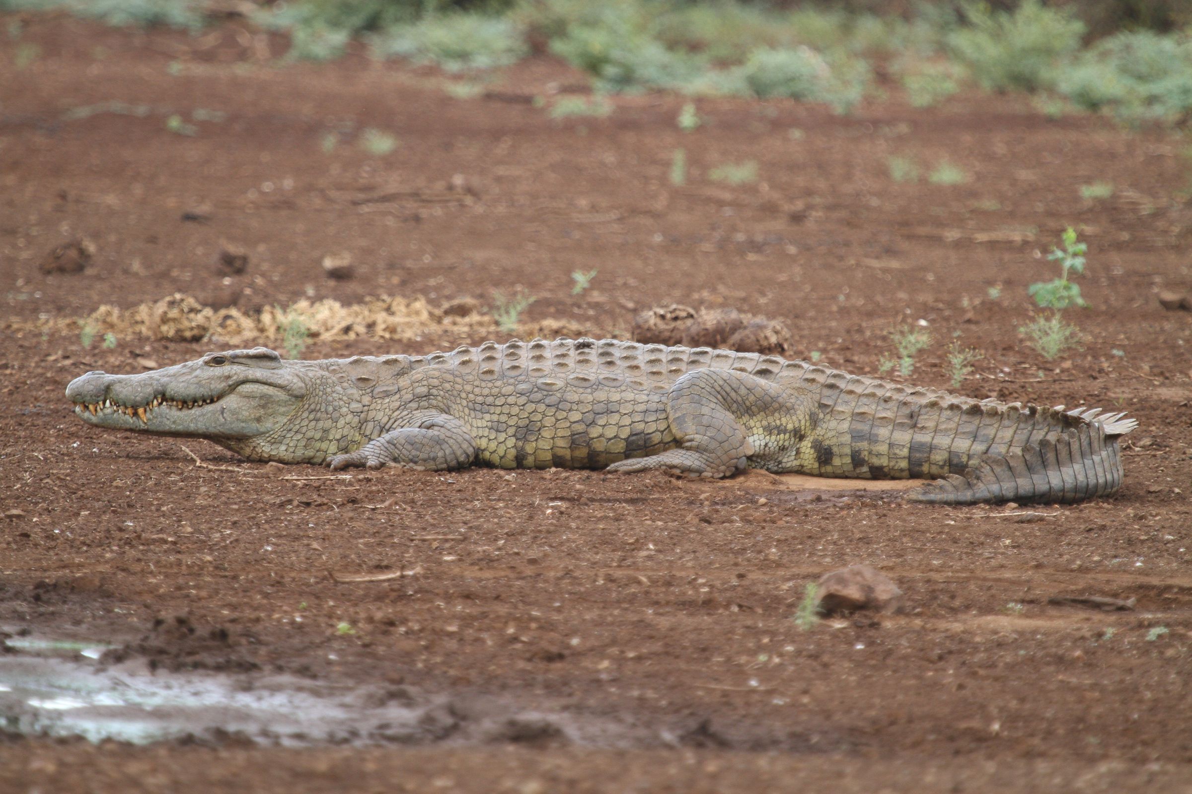 Nile Crocodile, Crocodylus niloticus